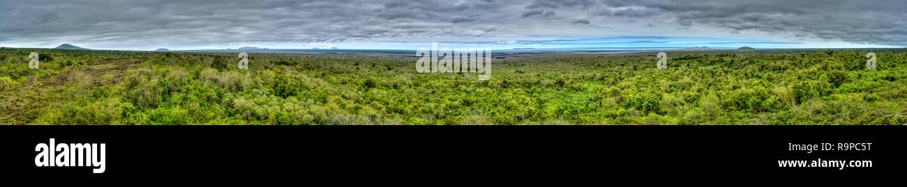 Panorama of the vast forest in the Galapagos, Ecuador Stock Photo - Alamy