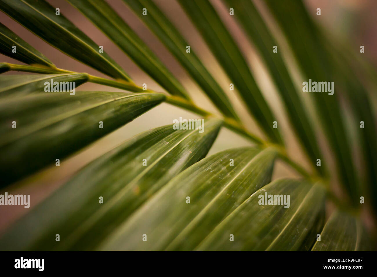 Dwarf palm hi-res stock photography and images - Alamy