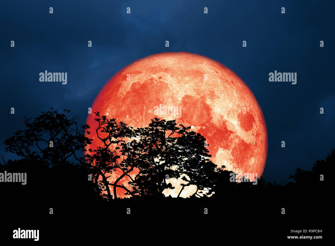 full red moon back silhouette leaves on tree in night sky, Elements of ...