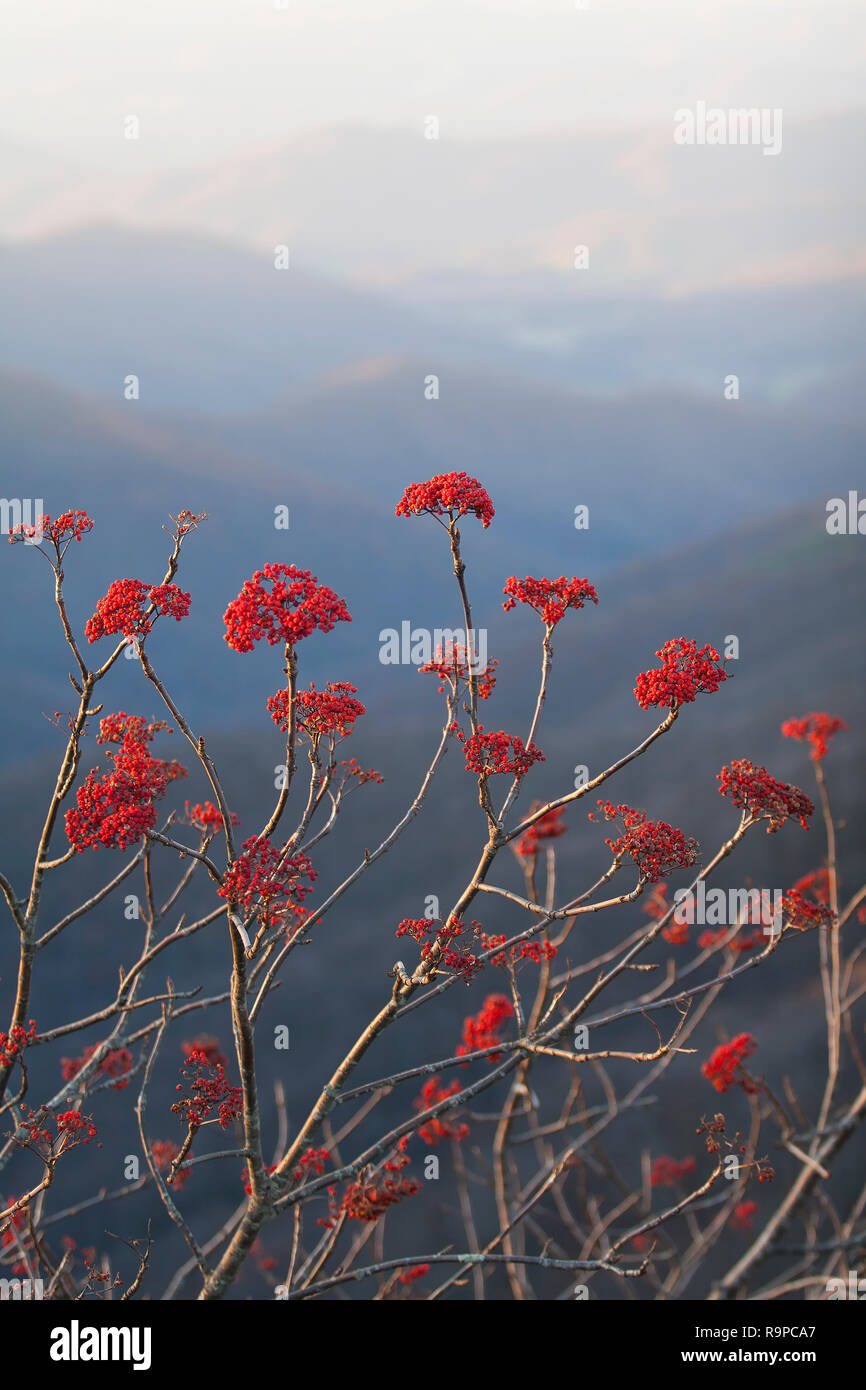 Red berries with negative space hi-res stock photography and images - Alamy