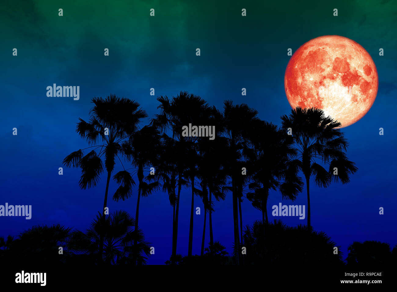 super full pink moon back silhouette high palm in dark night sky ...