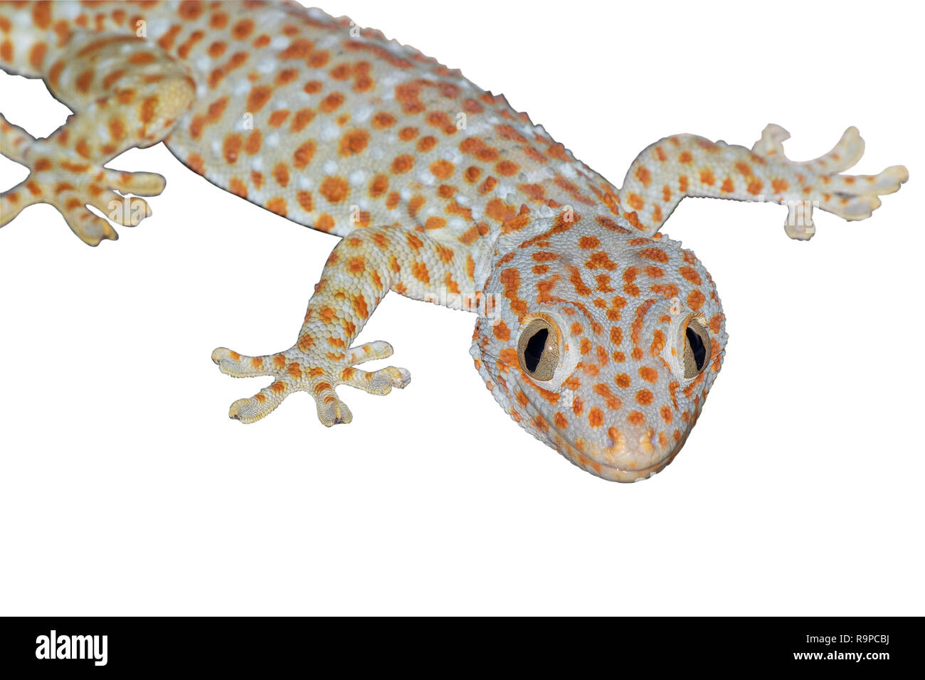 Close up gecko isolate on white background with clipping path Stock ...