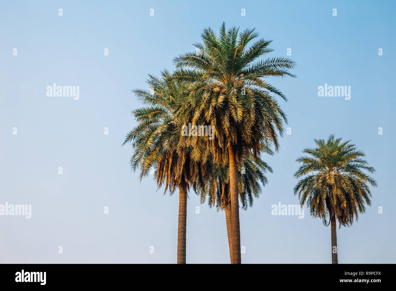 Tropical palm tree with blue sky Stock Photo - Alamy