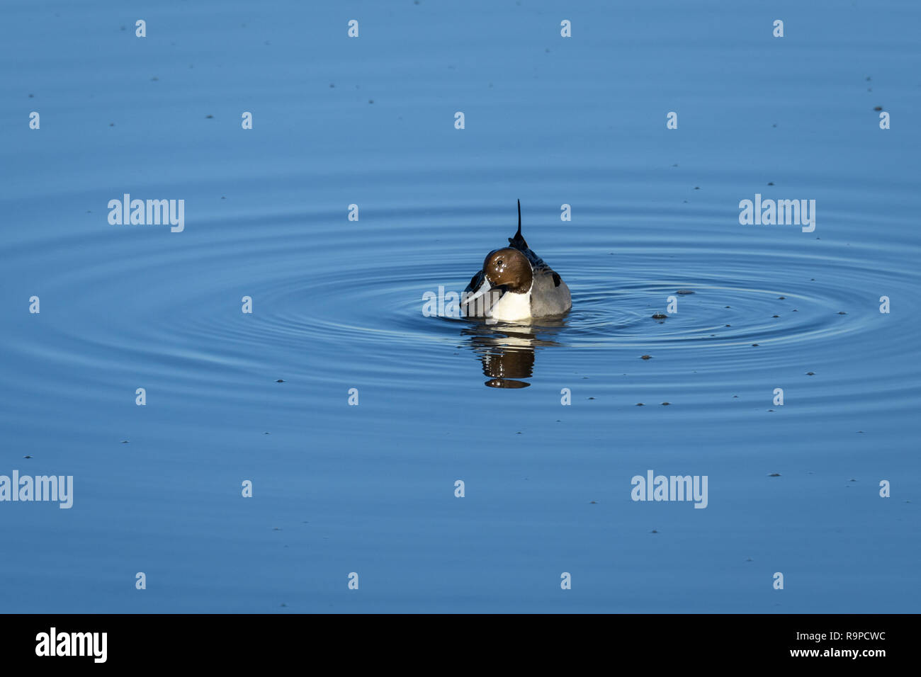 Dripping duck hi-res stock photography and images - Alamy