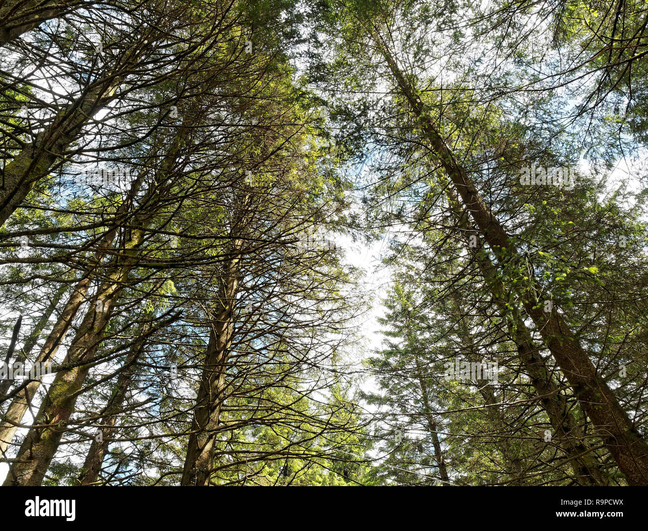 Forest trees from below Stock Photo - Alamy