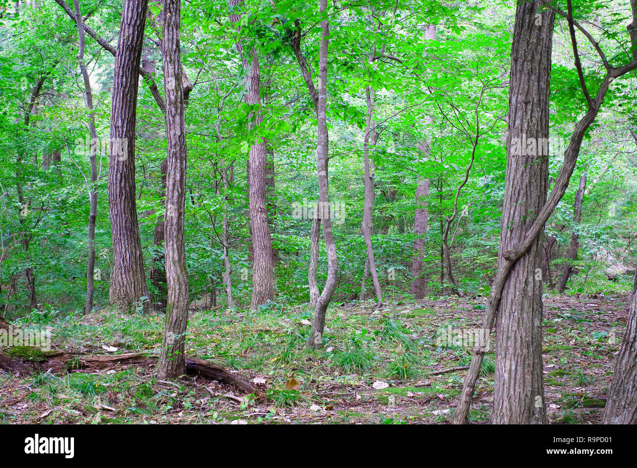 Woody woodland hi-res stock photography and images - Alamy