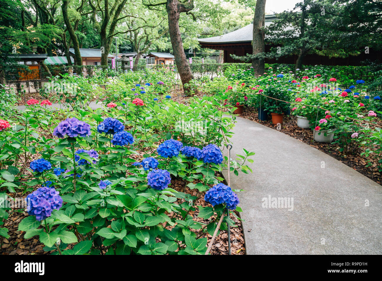 Japan Sunset Cityscape Flowers Hill Trees Hydrangea