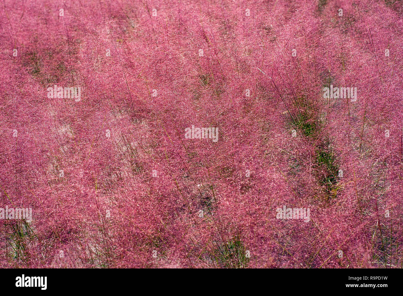 Pink muhly grass hi-res stock photography and images - Alamy
