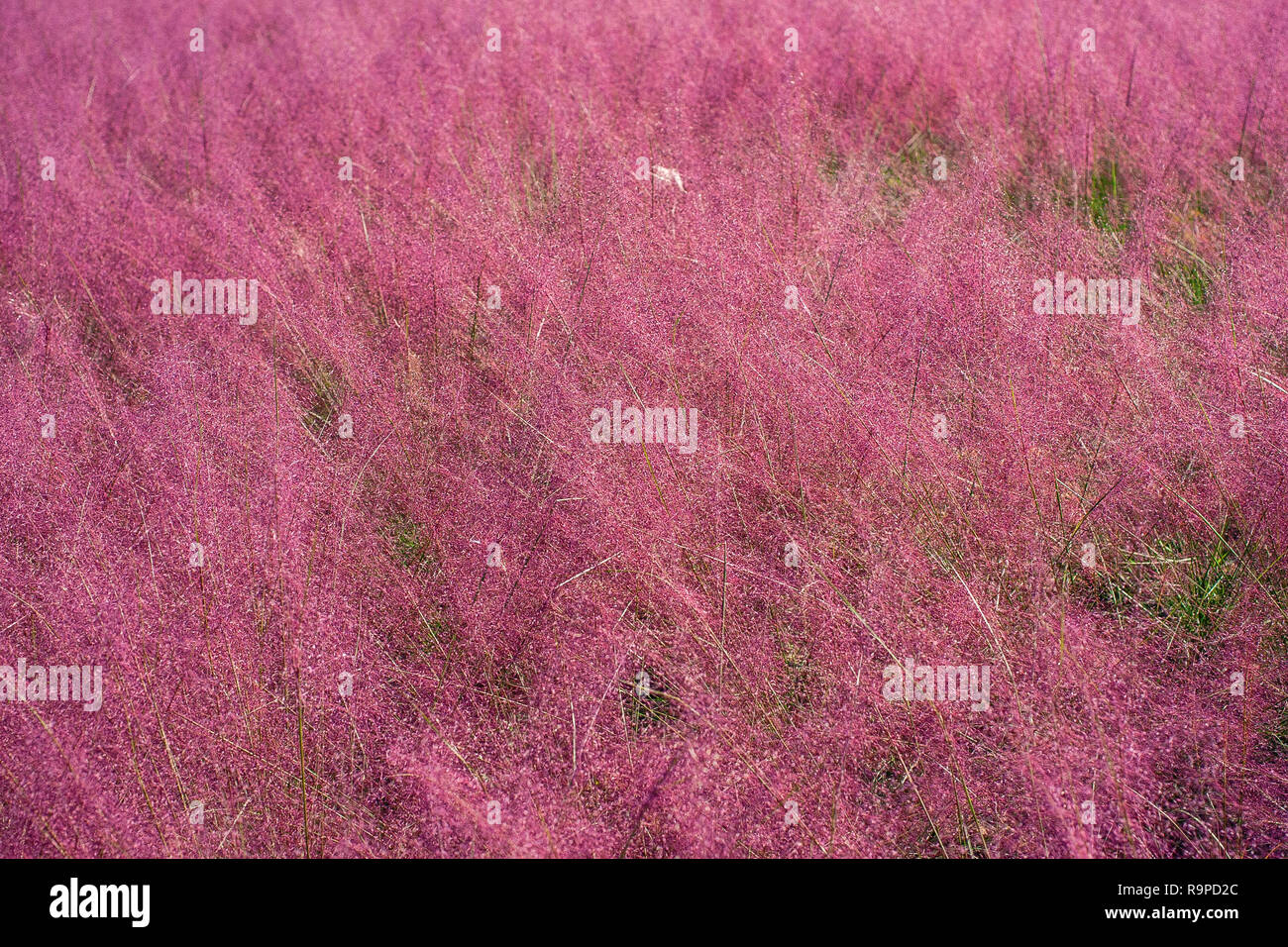 Muhly grass hi-res stock photography and images - Alamy