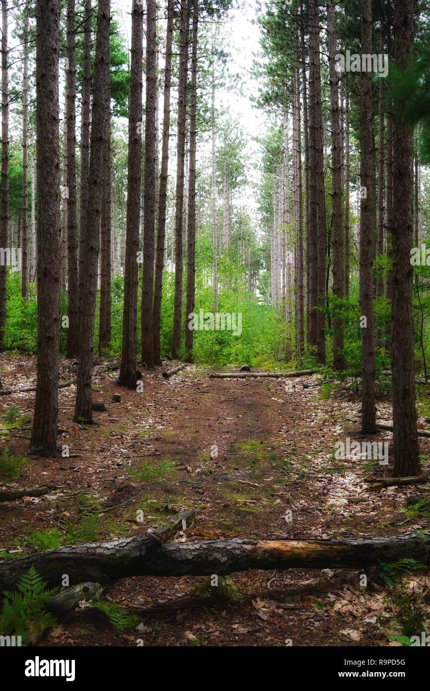 Winding trunk hi-res stock photography and images - Alamy