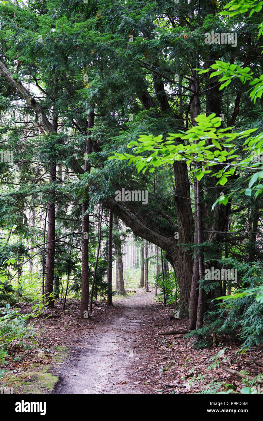 Deciduous forest with the pathway. A forest trail goes to deep fprest ...