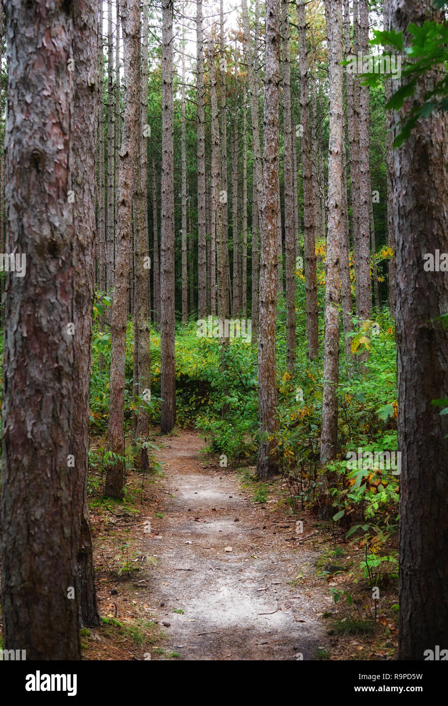 Deep deciduous forest of USA in october with the pathway. Michigan, USA ...