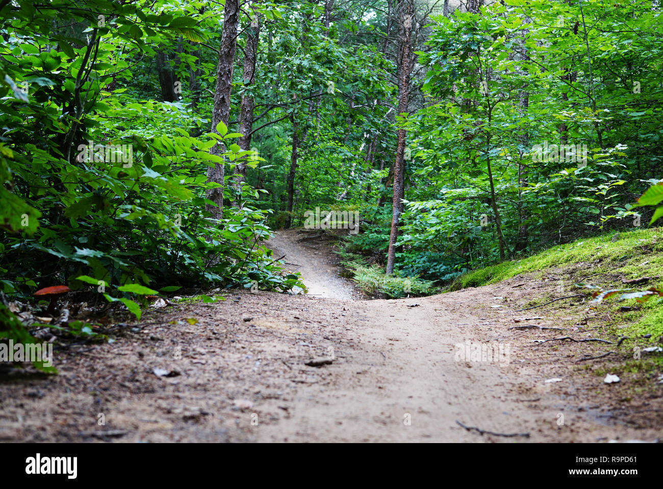 Path in the forest between trees with a lot of branches. USA, Michigan ...