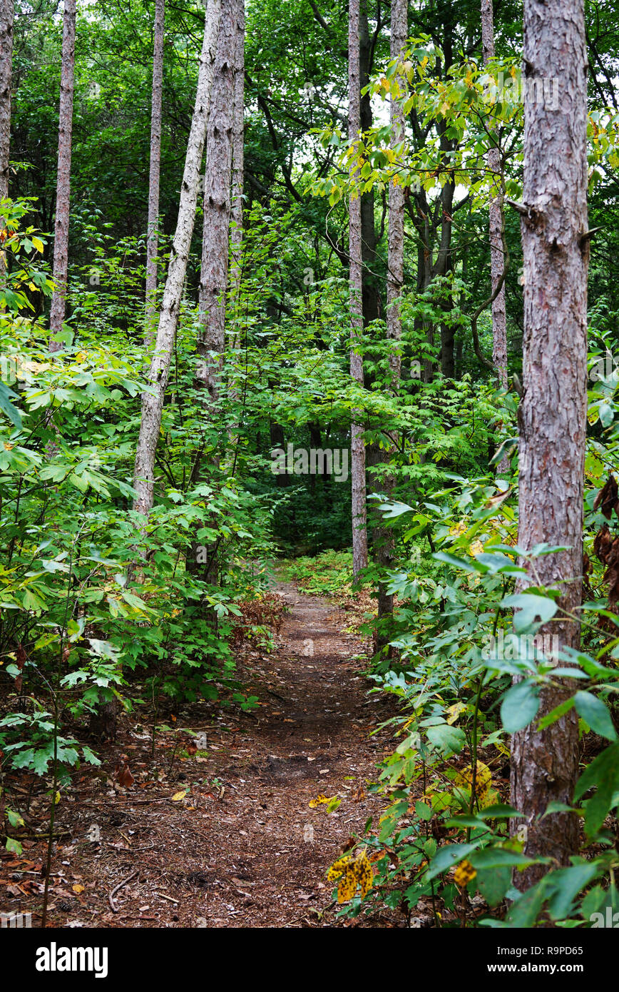 Pathway in the forest hi-res stock photography and images - Alamy