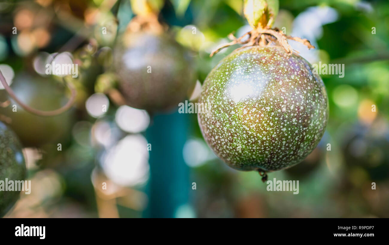 Raw Passiflora edulis passion fruit hanging in the tree Stock Photo - Alamy