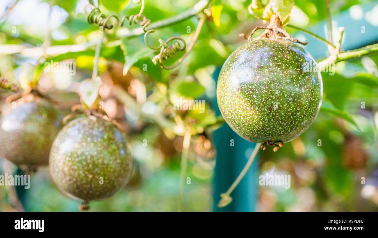Raw Passiflora edulis passion fruit hanging in the tree Stock Photo - Alamy