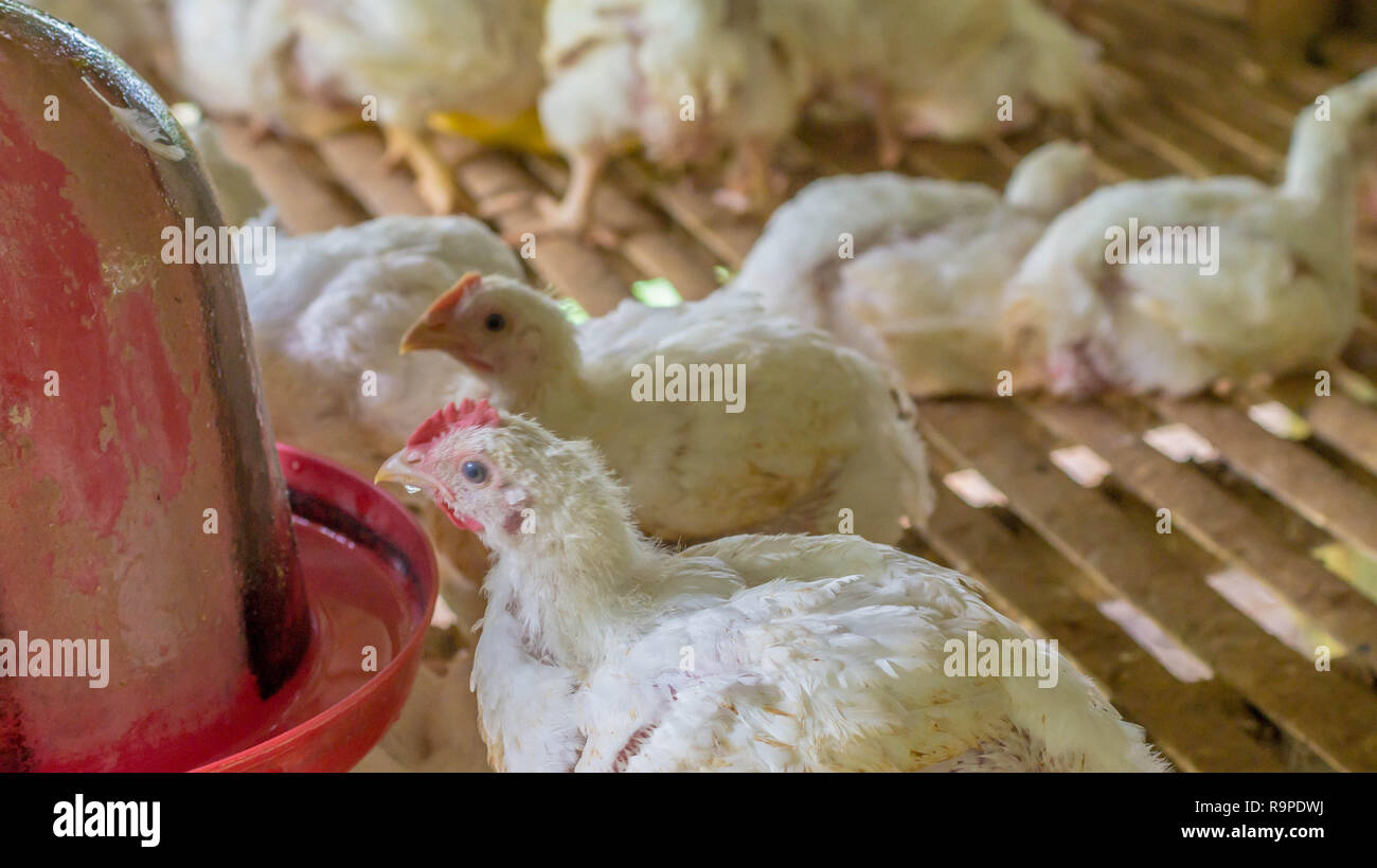 Broiler Farm Stock Photos & Broiler Farm Stock Images - Alamy