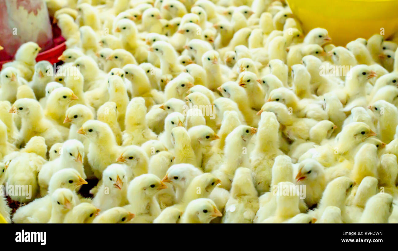 day old chicken broiler at the farm. broiler is specially bred and ...