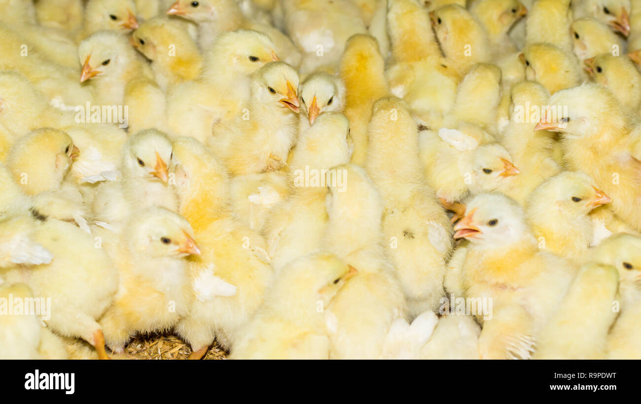 day old chicken broiler at the farm. broiler is specially bred and ...