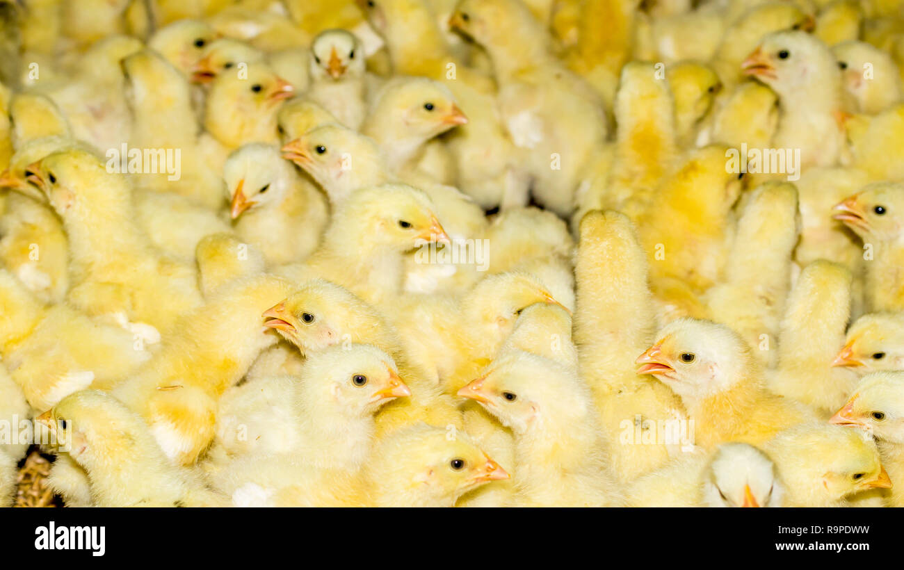 day old chicken broiler at the farm. broiler is specially bred and ...