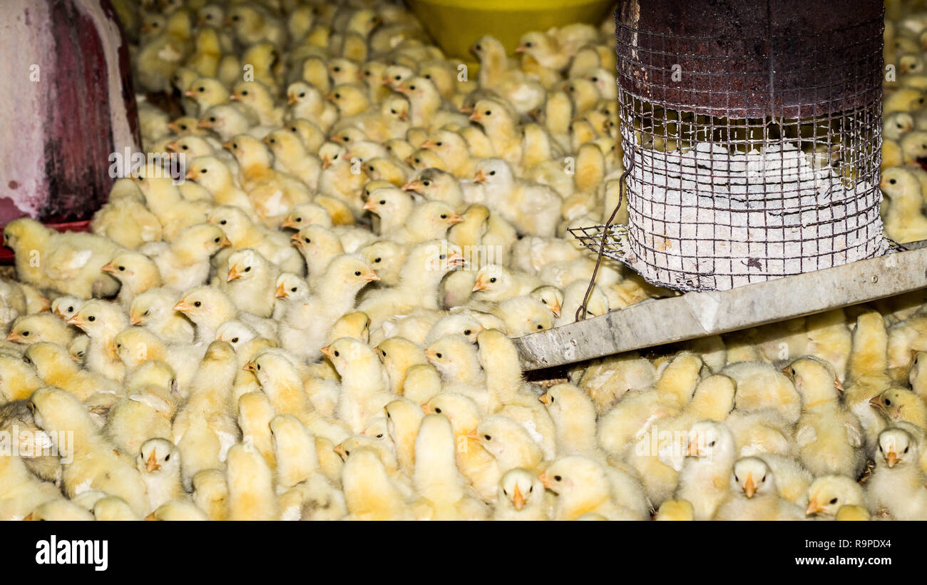 day old chicken broiler at the farm. broiler is specially bred and ...