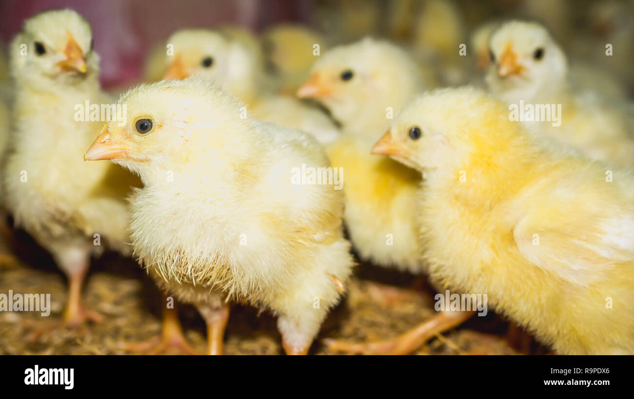 day old chicken broiler at the farm. broiler is specially bred and ...