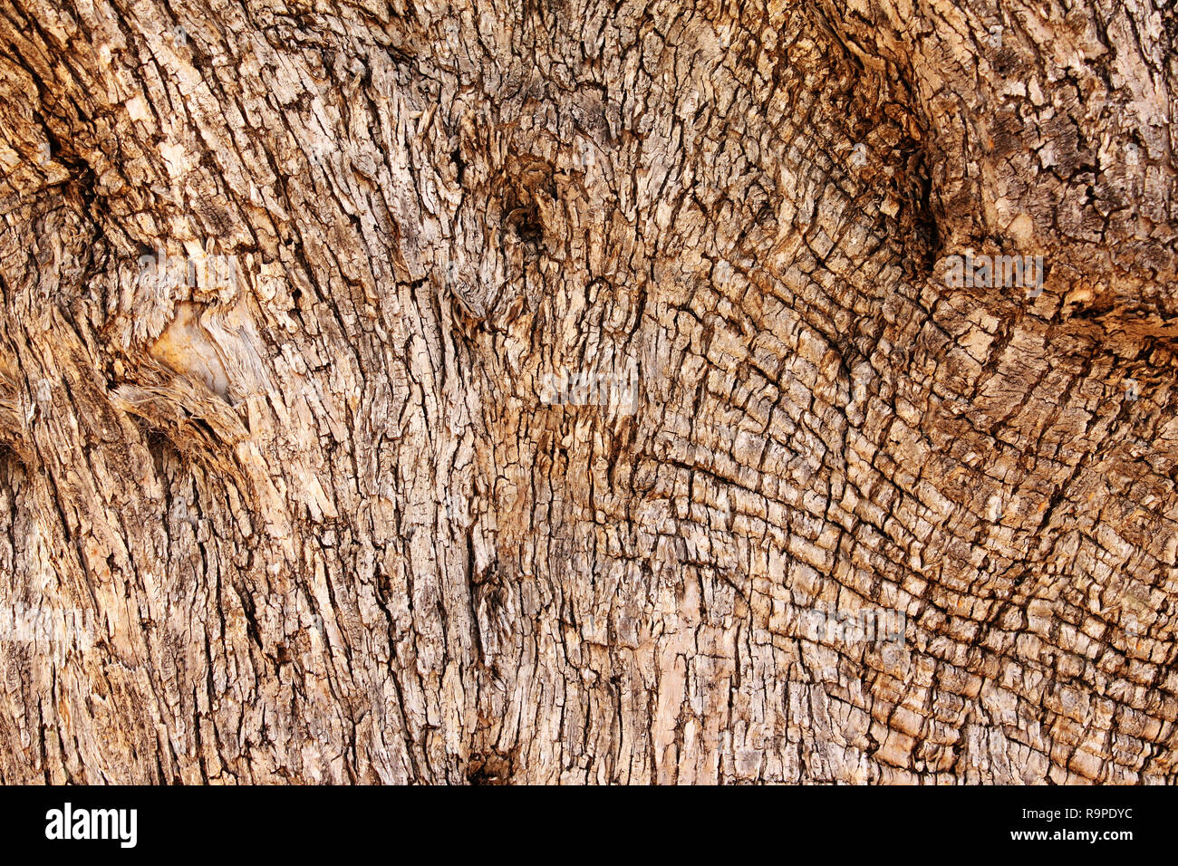 Olive lichen hi-res stock photography and images - Alamy