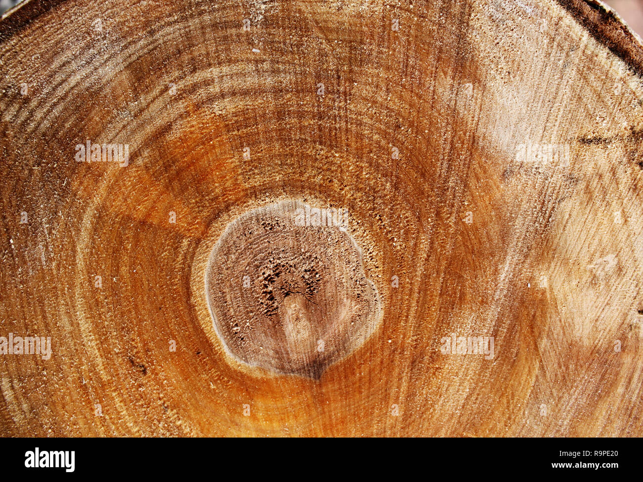 Cut of a log. Close-up texture Stock Photo - Alamy