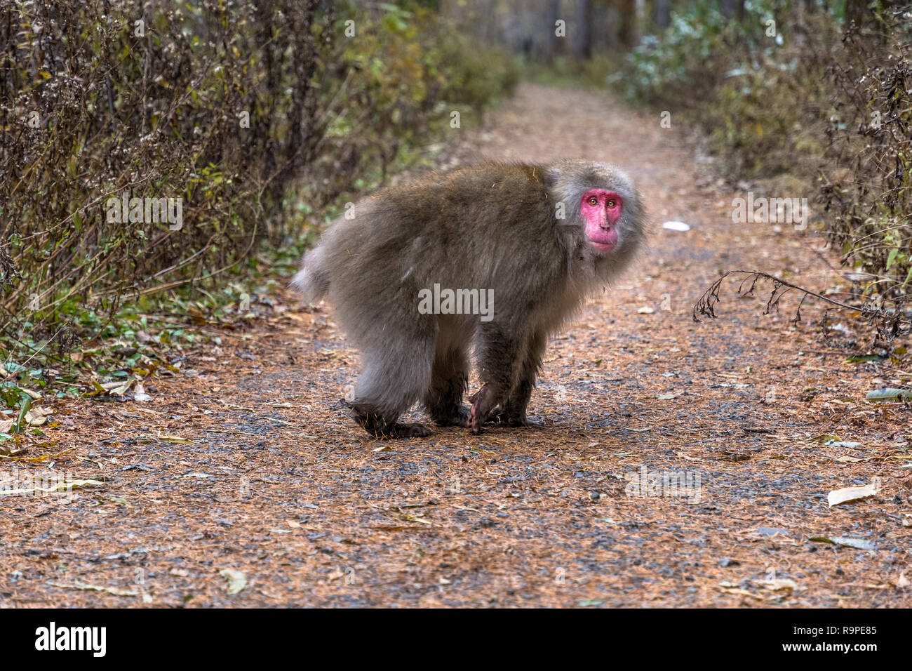 red faced snow monkey in Kamikochi, Japanese Alps, Chubu Sangaku ...