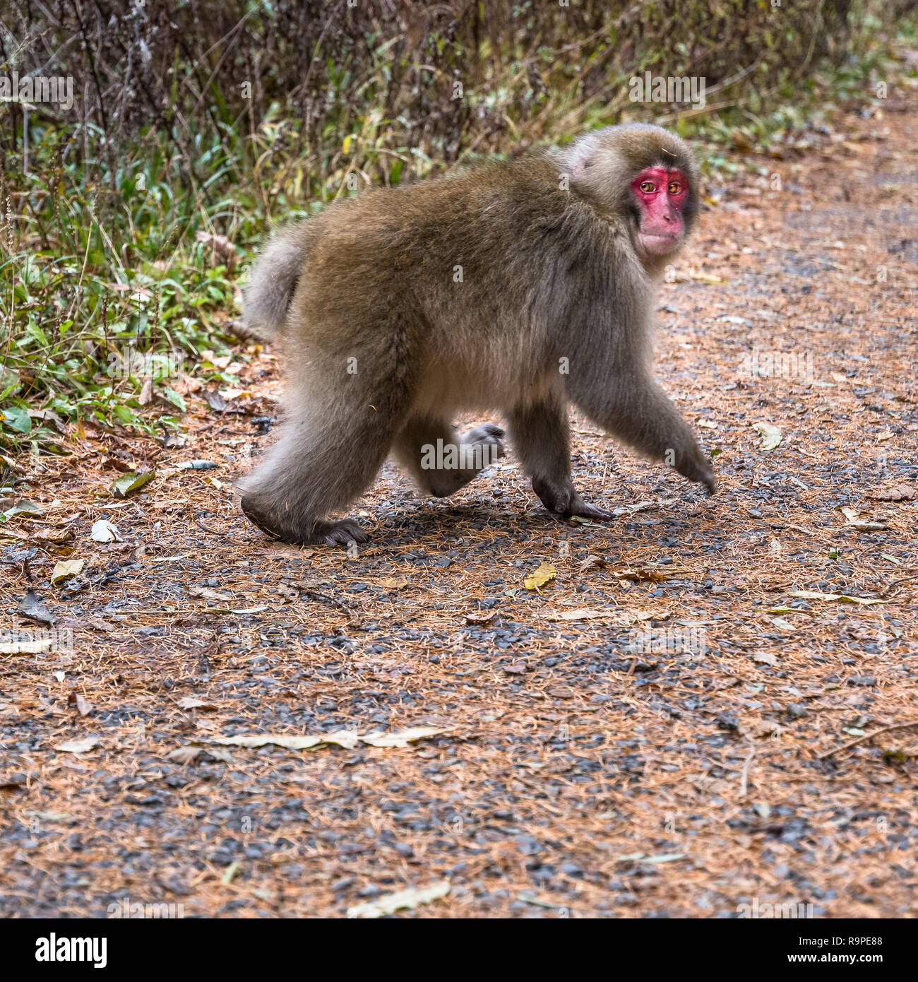 Japanese macaque young hi-res stock photography and images - Alamy