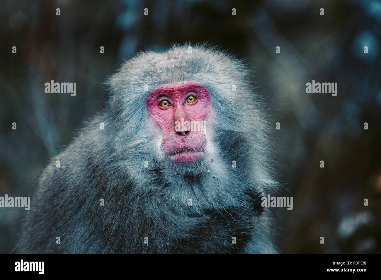 Tiere in japan hi-res stock photography and images - Alamy