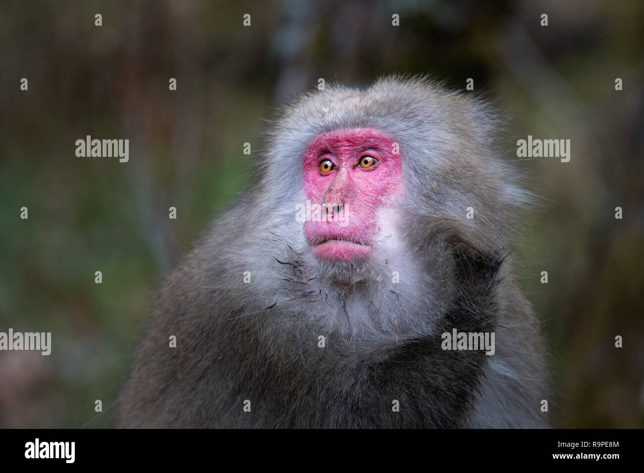 red faced snow monkey in Kamikochi, Japanese Alps, Chubu Sangaku ...