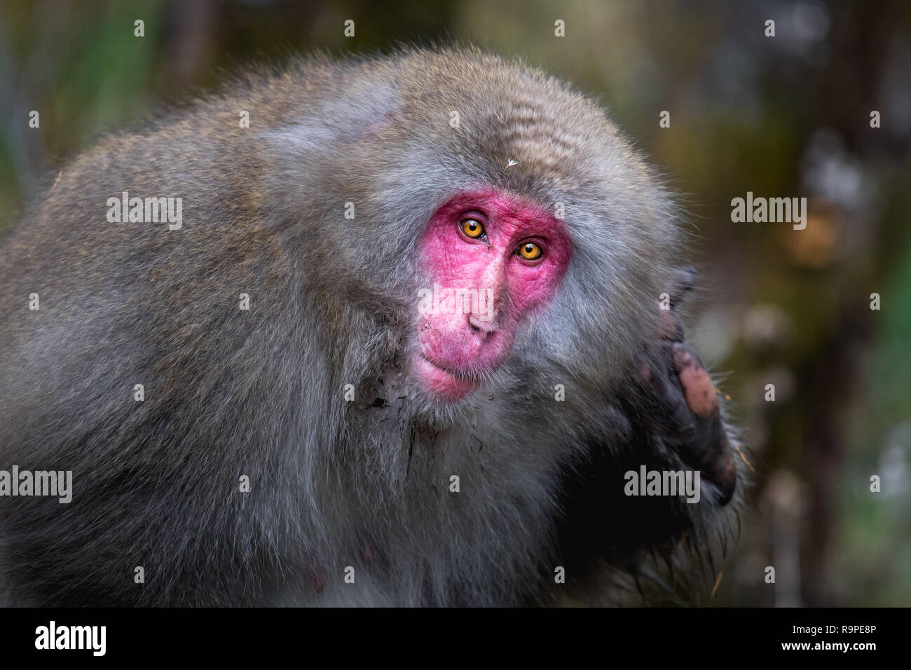 Red Faced Macaque High Resolution Stock Photography and Images - Alamy