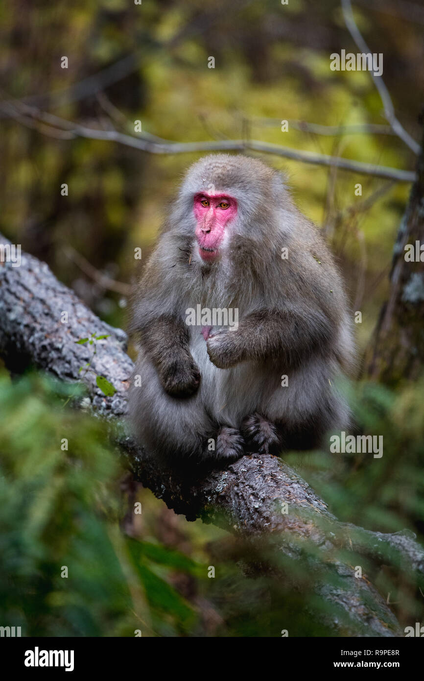 red faced snow monkey in Kamikochi, Japanese Alps, Chubu Sangaku ...