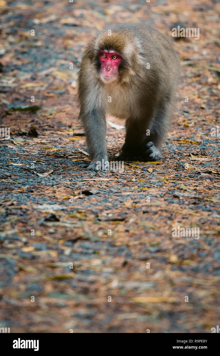 red faced snow monkey in Kamikochi, Japanese Alps, Chubu Sangaku ...