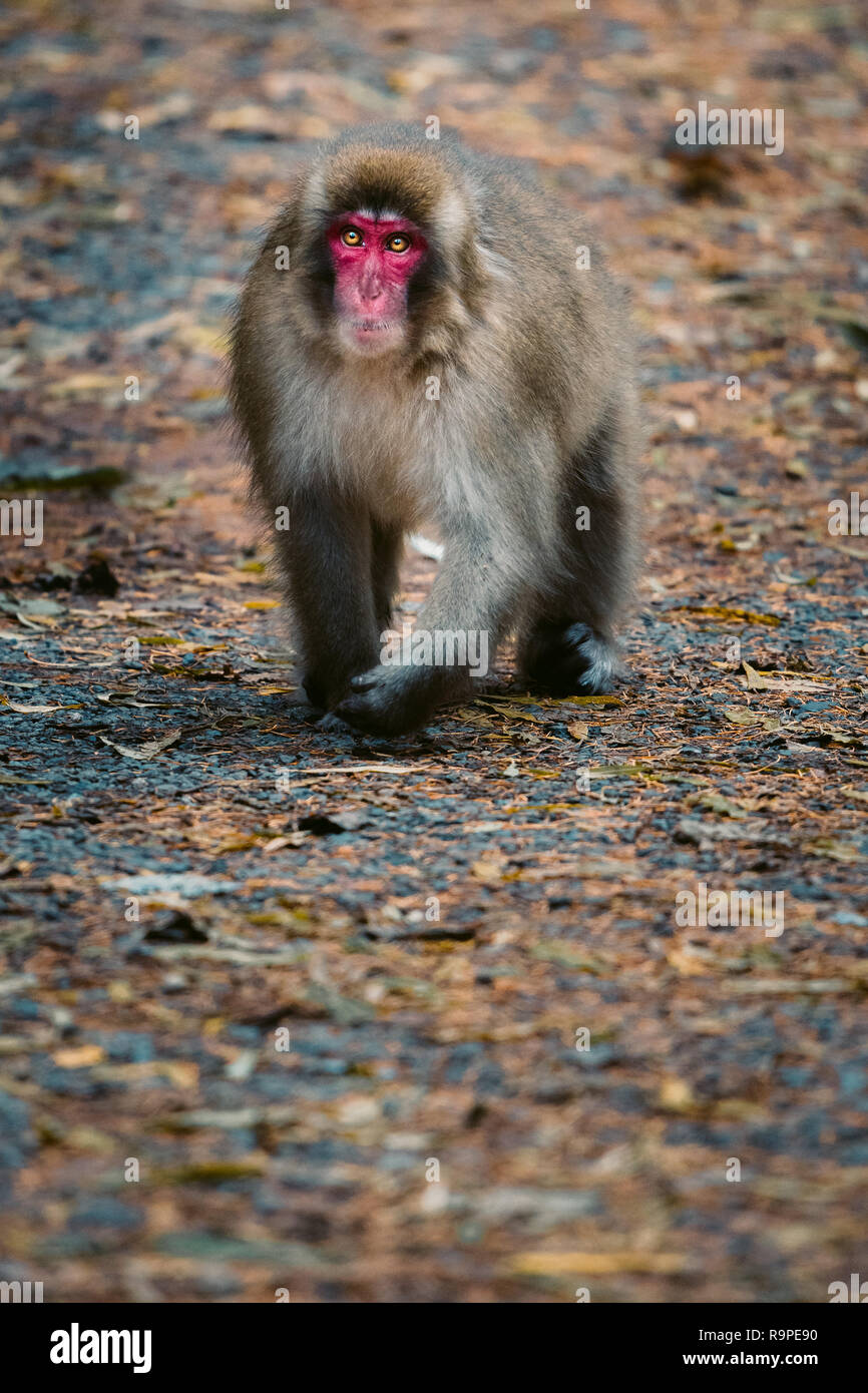 red faced snow monkey in Kamikochi, Japanese Alps, Chubu Sangaku ...