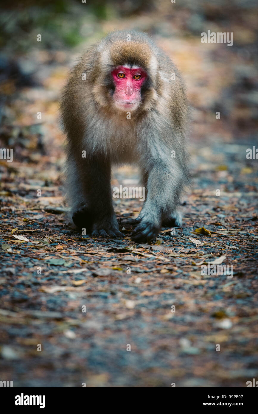 red faced snow monkey in Kamikochi, Japanese Alps, Chubu Sangaku ...