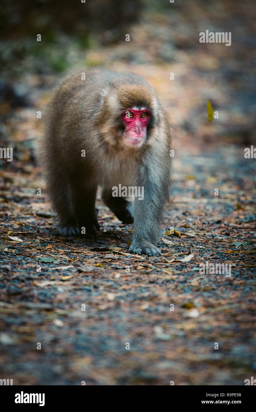 red faced snow monkey in Kamikochi, Japanese Alps, Chubu Sangaku ...