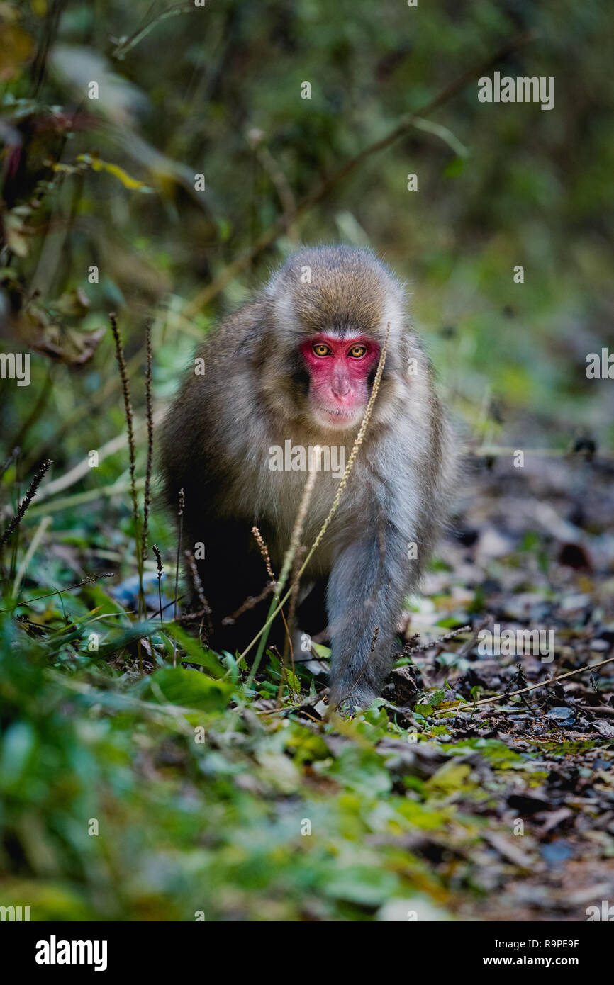 Honshu tiere hi-res stock photography and images - Alamy