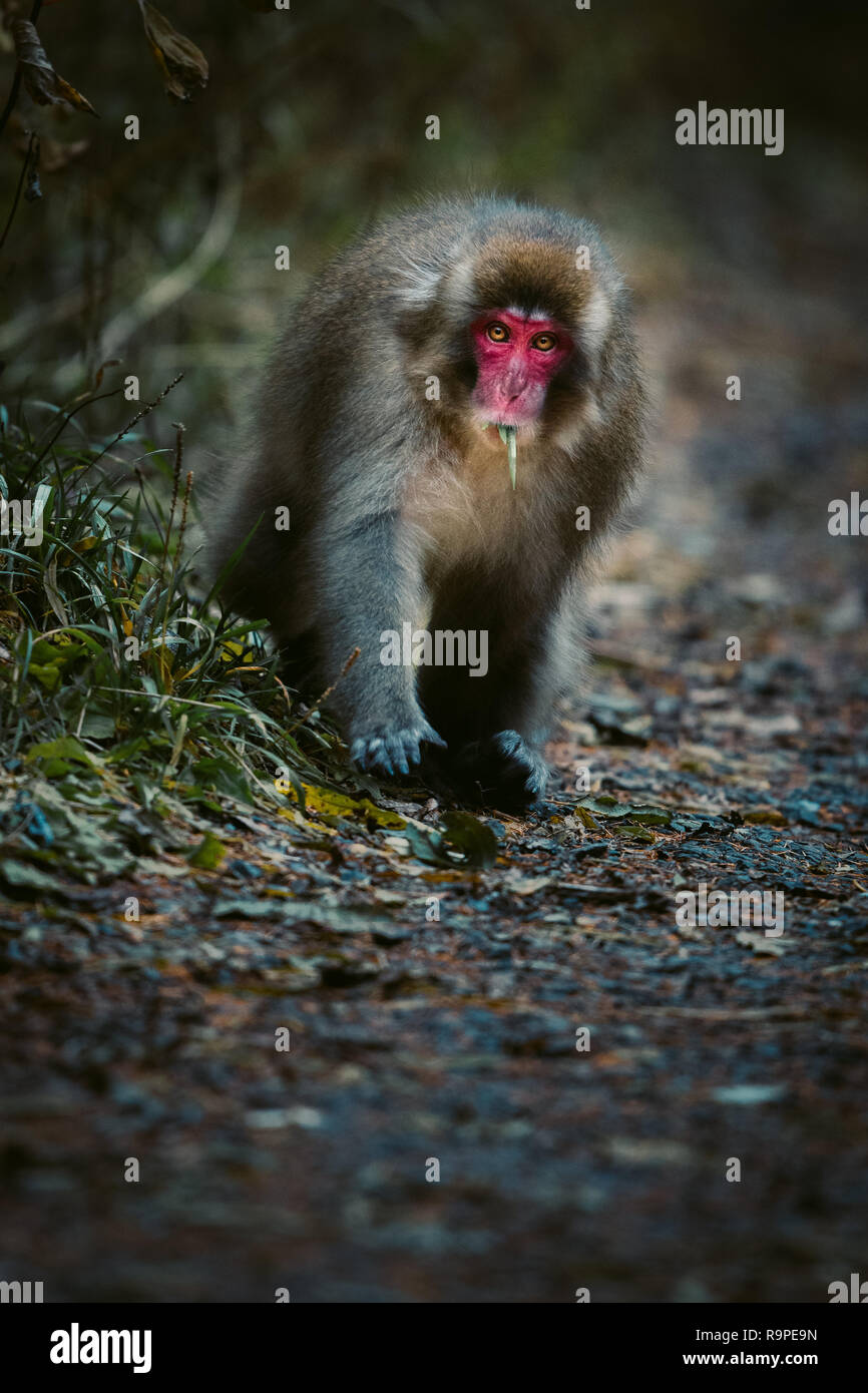red faced snow monkey in Kamikochi, Japanese Alps, Chubu Sangaku ...