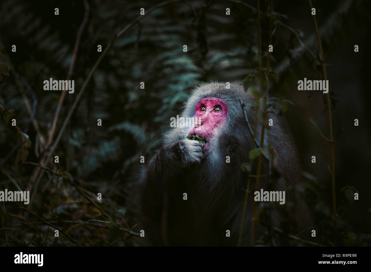 red faced snow monkey in Kamikochi, Japanese Alps, Chubu Sangaku ...