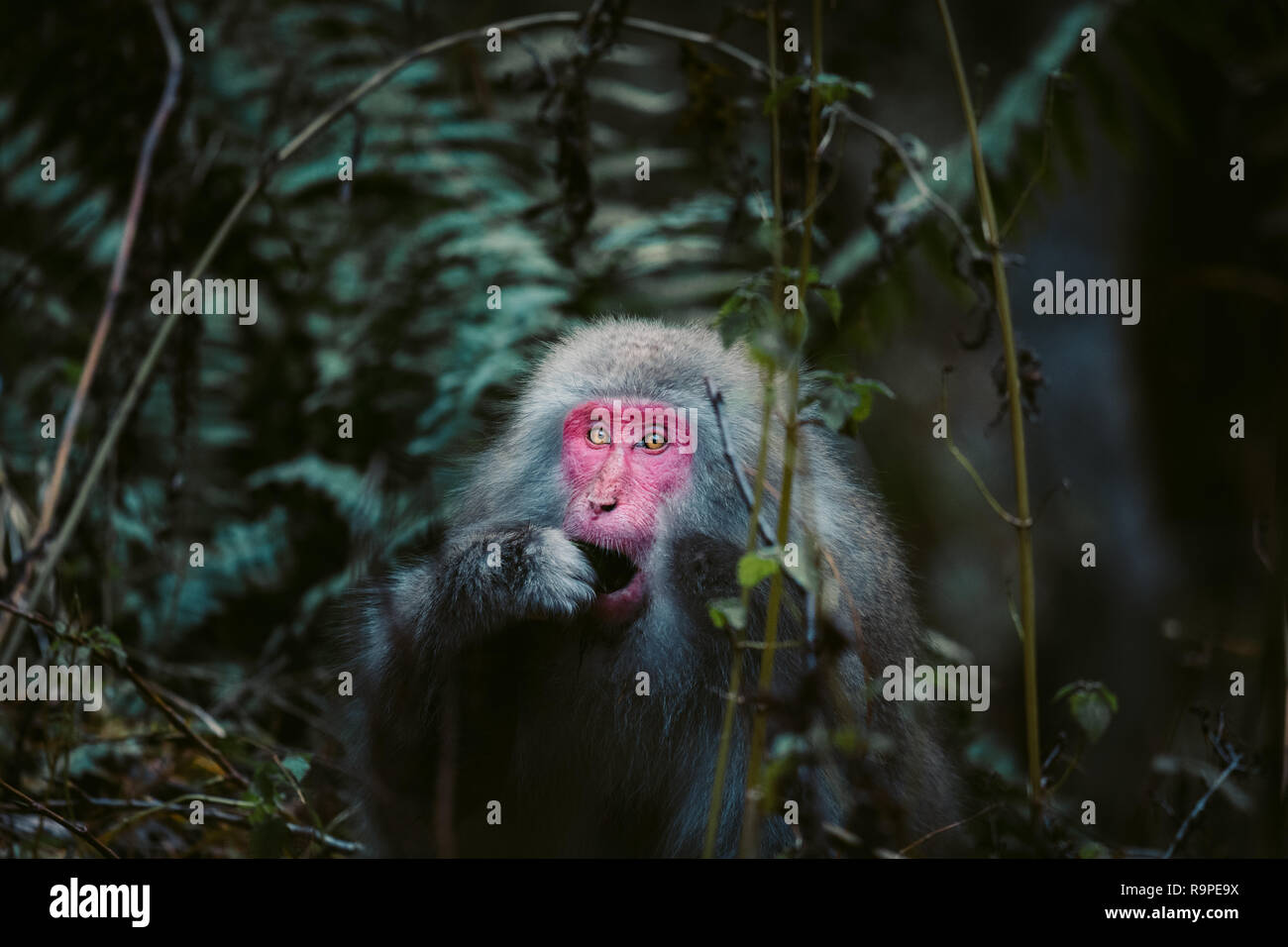 red faced snow monkey in Kamikochi, Japanese Alps, Chubu Sangaku ...