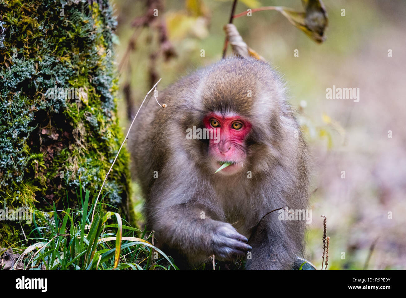 red faced snow monkey in Kamikochi, Japanese Alps, Chubu Sangaku ...