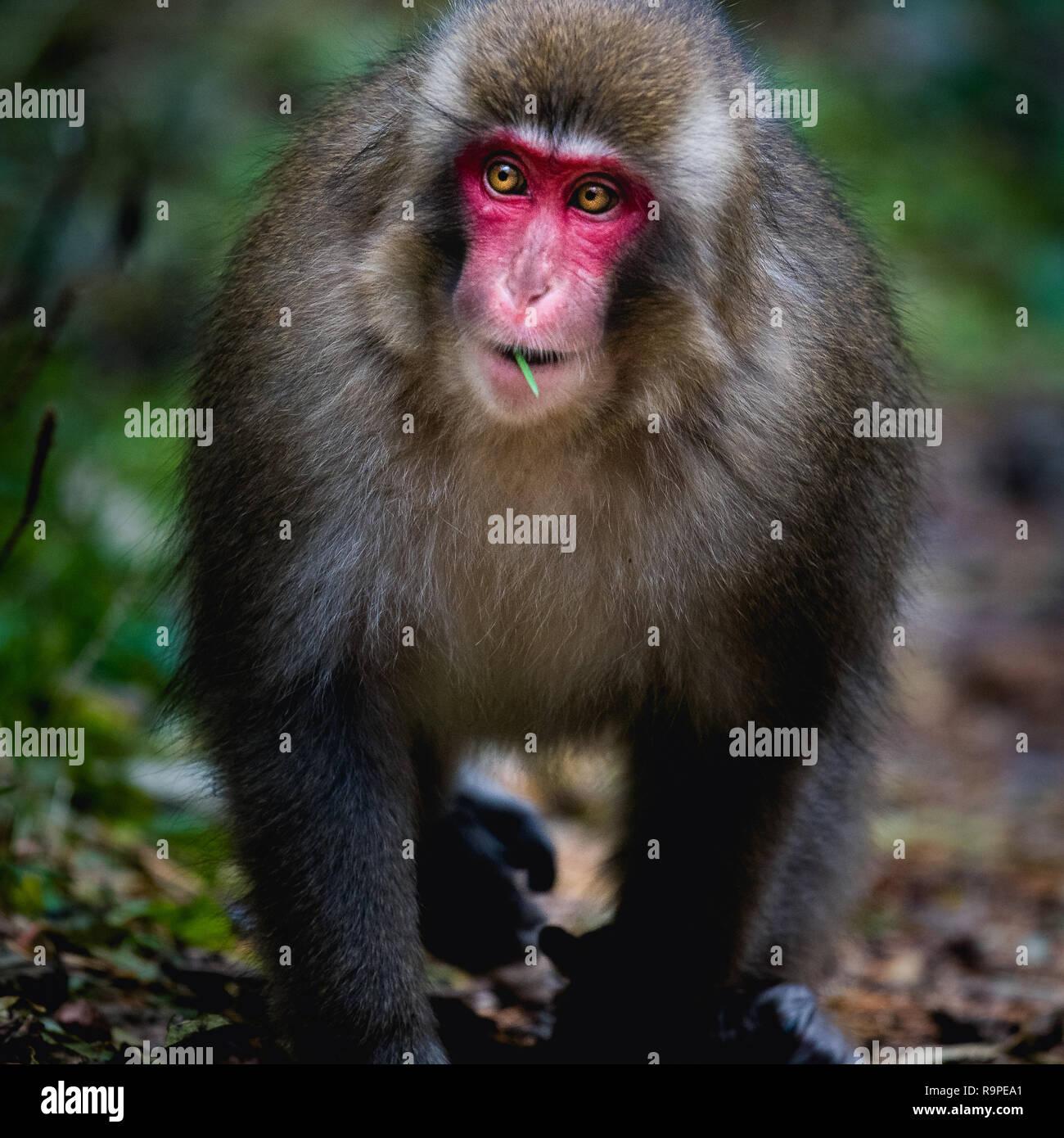 red faced snow monkey in Kamikochi, Japanese Alps, Chubu Sangaku ...