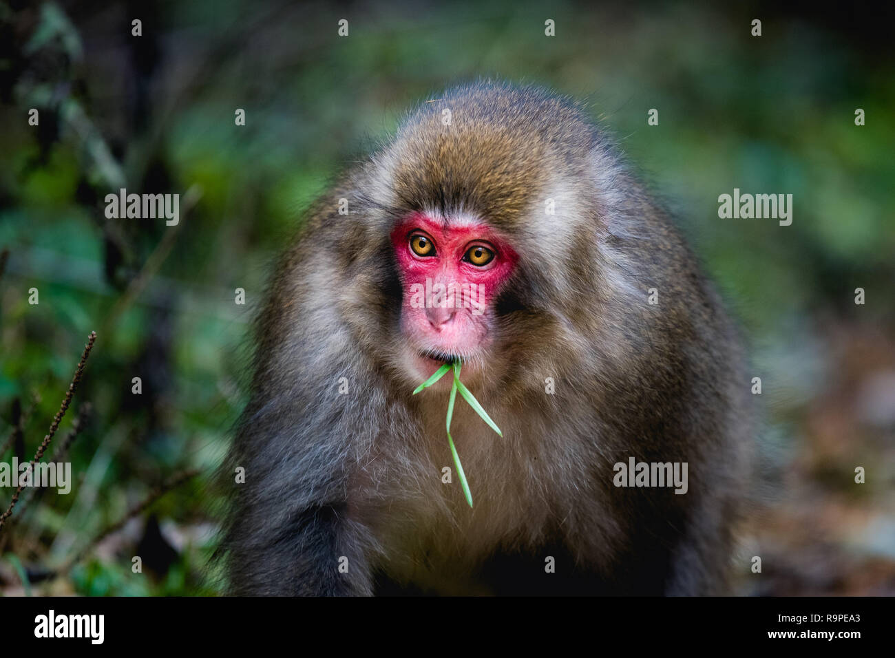red faced snow monkey in Kamikochi, Japanese Alps, Chubu Sangaku ...