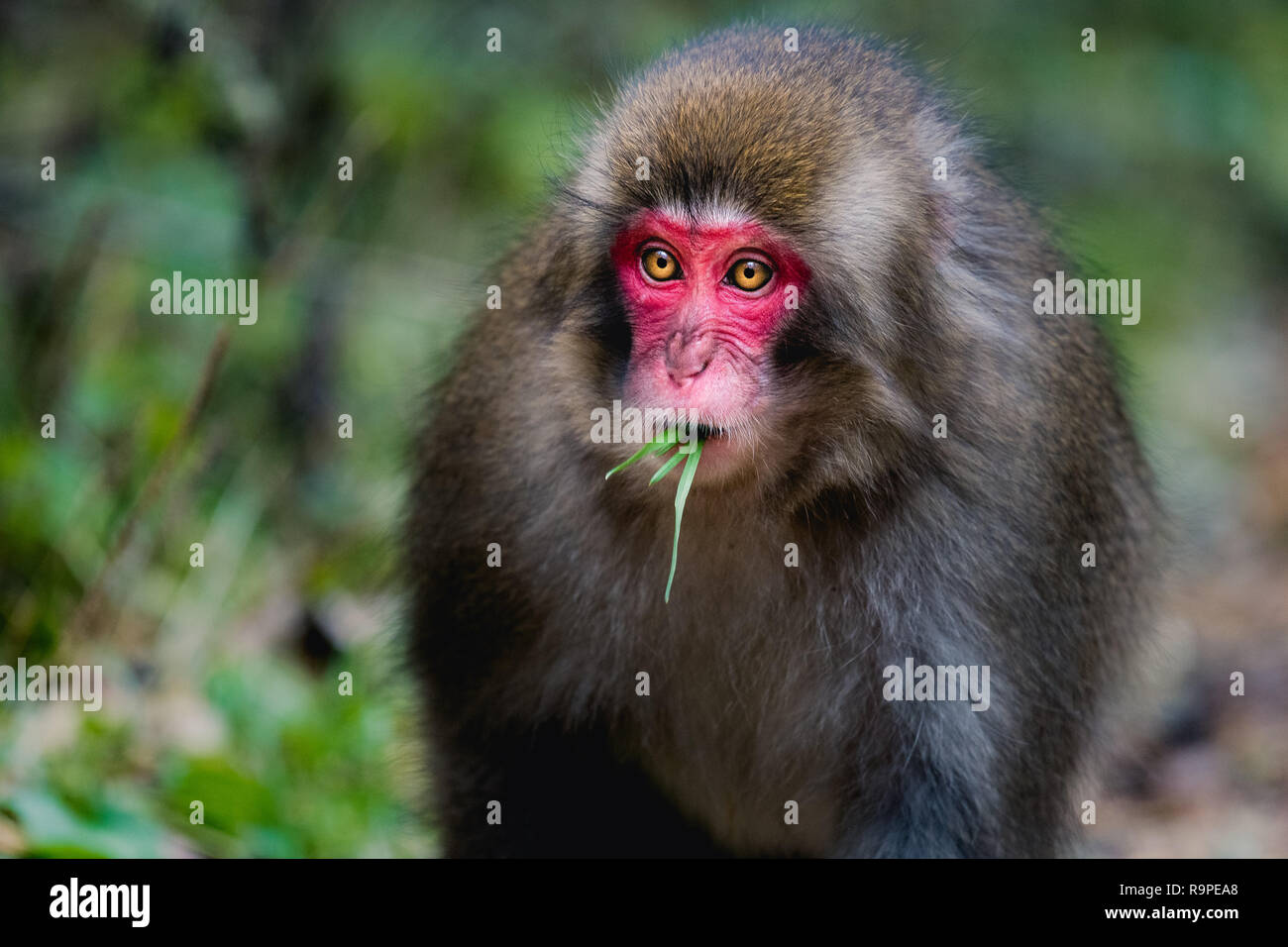 Tiere in japan hi-res stock photography and images - Alamy