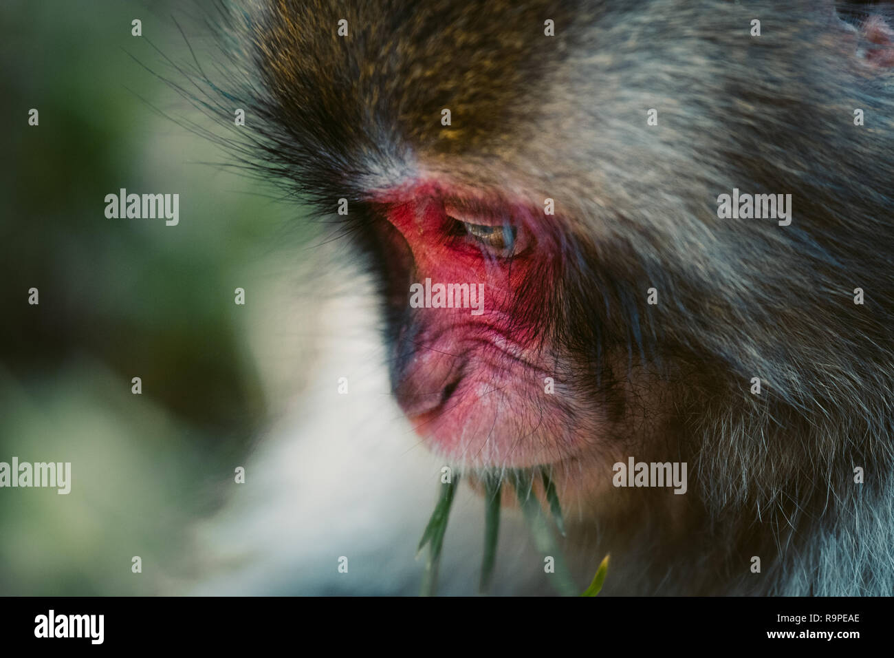 red faced snow monkey in Kamikochi, Japanese Alps, Chubu Sangaku ...