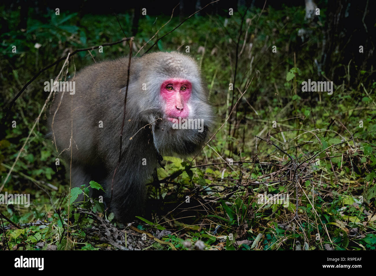 red faced snow monkey in Kamikochi, Japanese Alps, Chubu Sangaku ...