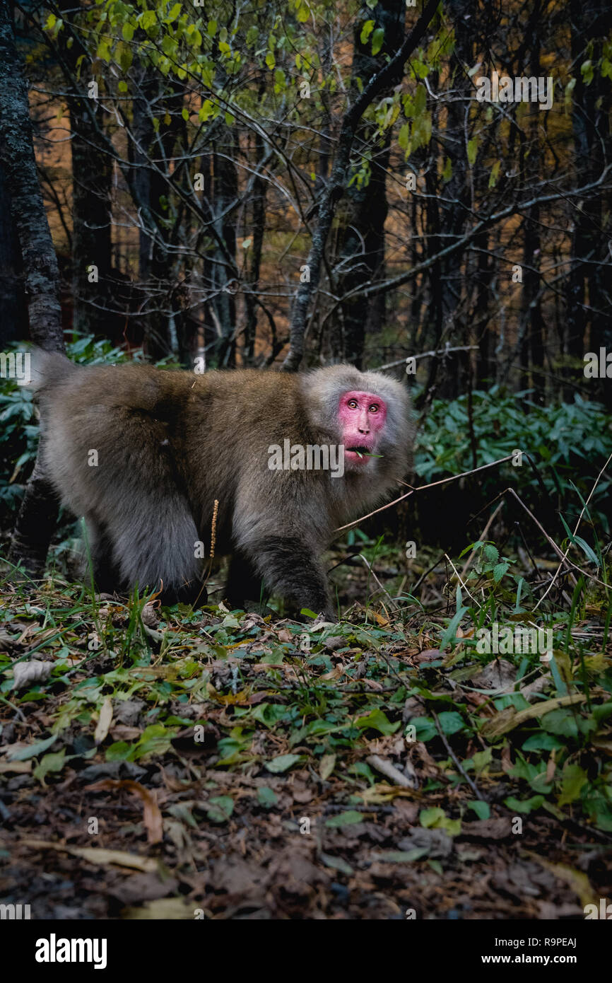 red faced snow monkey in Kamikochi, Japanese Alps, Chubu Sangaku ...
