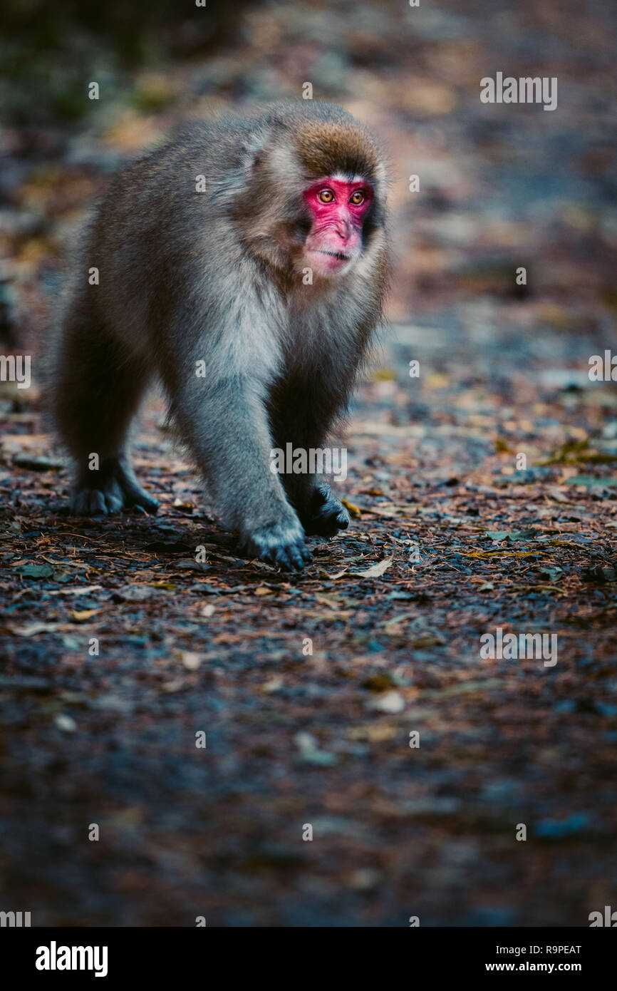 Tiere in japan hi-res stock photography and images - Alamy